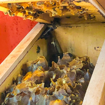 Wellness Retreat in Mexico|Maya Culture|Blue Bee Odysseys